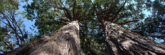 Cedars | Idyllwild - Tree Care Consulting